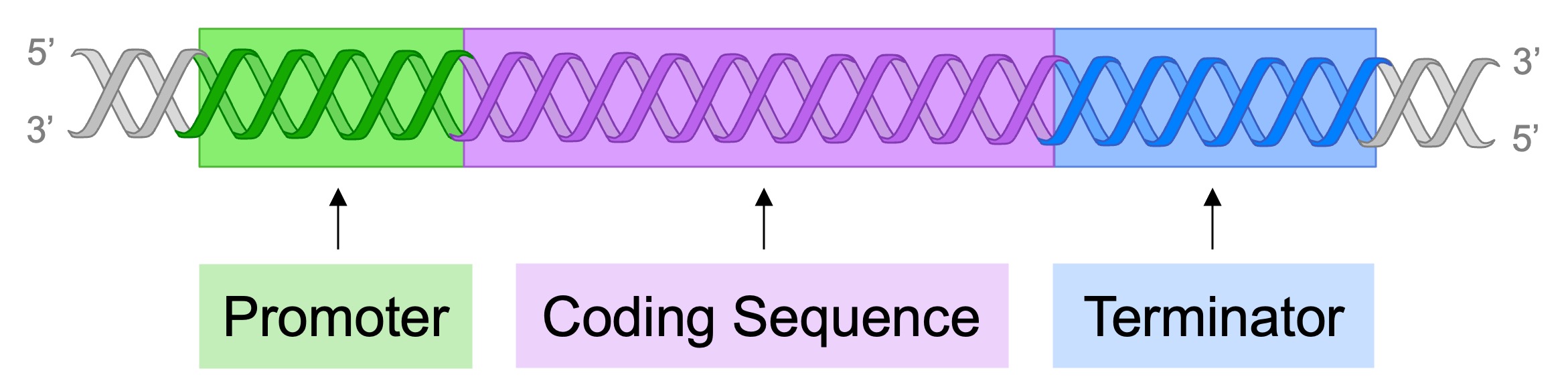 Gene Sequences